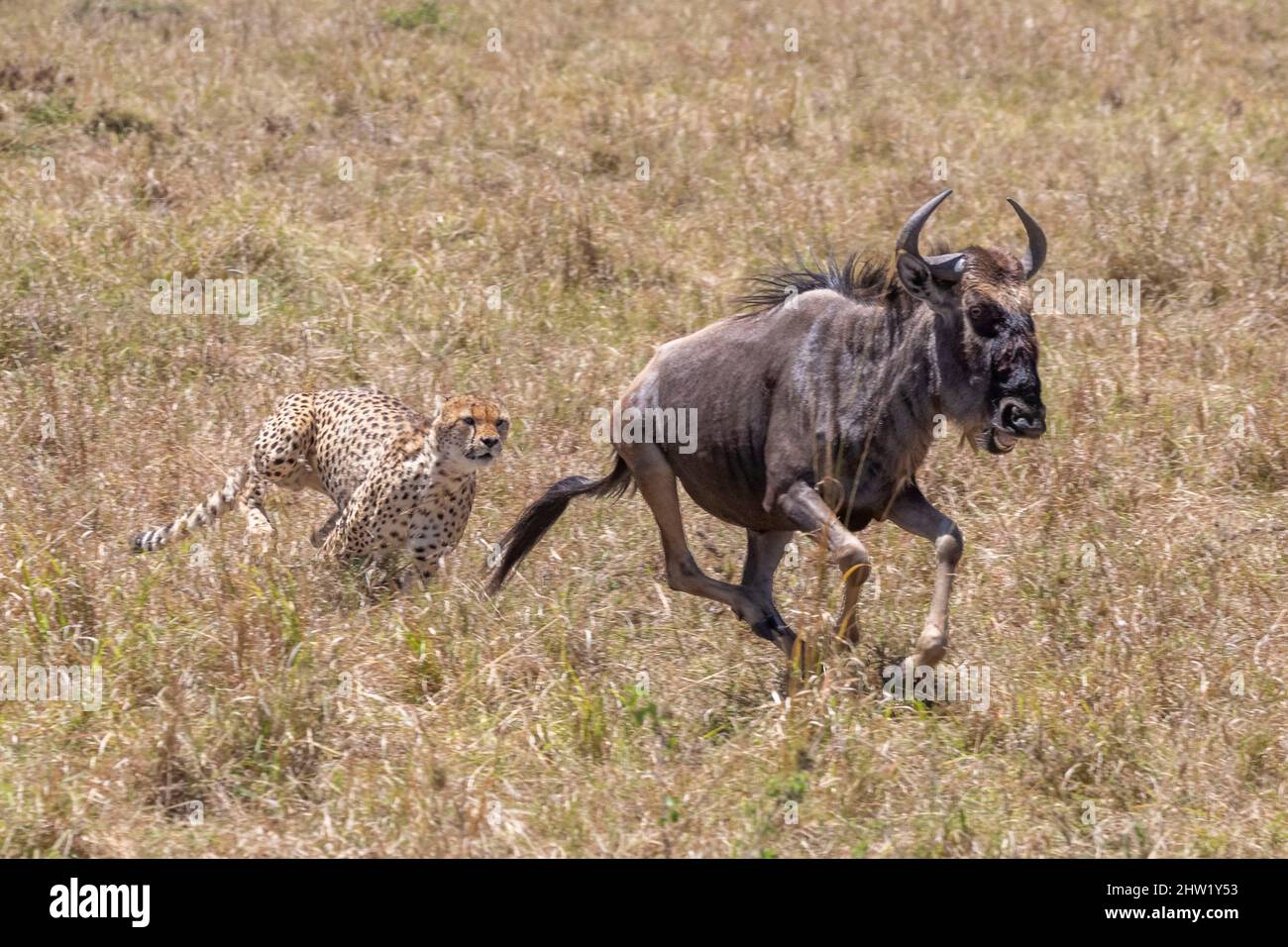 Cheetah hunting wildebeest hi-res stock photography and images - Alamy