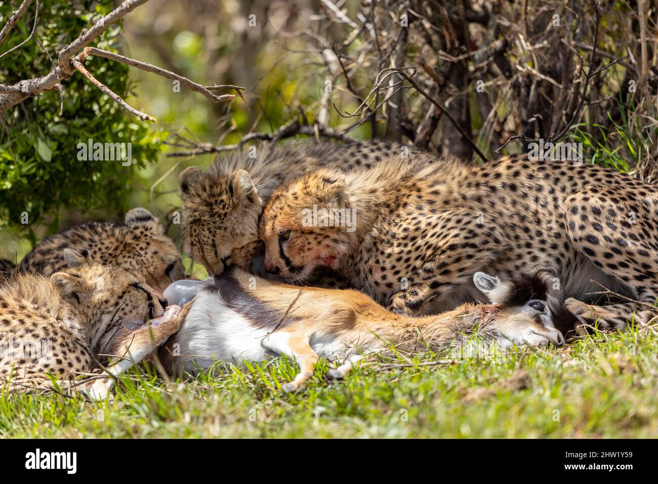 Kenya, Masai Mara National Reserve, National Park, Cheetah (Acinonyx ...