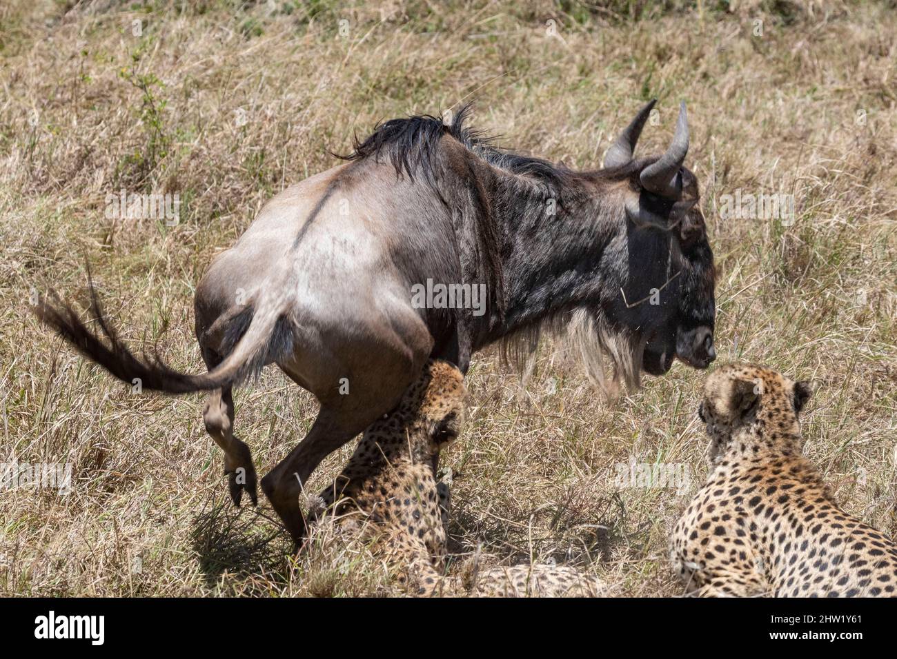 Kenya, Masai Mara National Reserve, National Park, Cheetah (Acinonyx ...