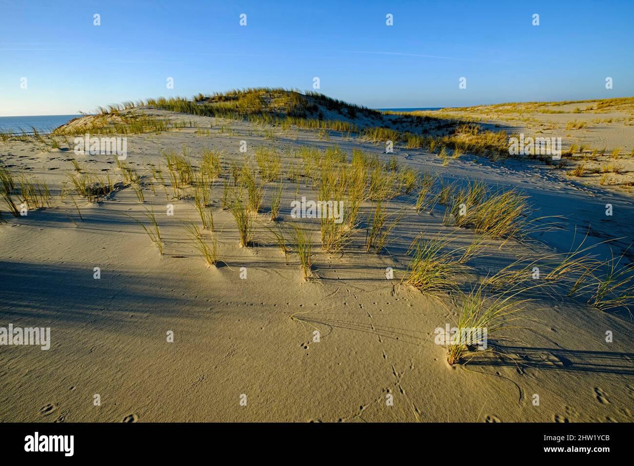 France, Charente-Maritime, the old lighthouse beach Stock Photo - Alamy
