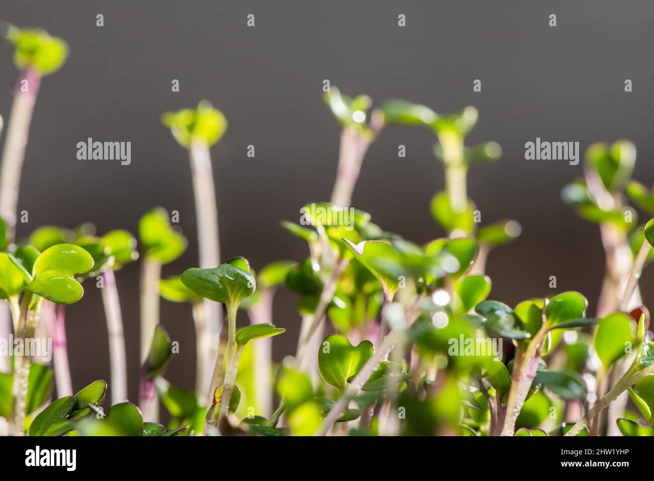 Red micro herb hi-res stock photography and images - Alamy