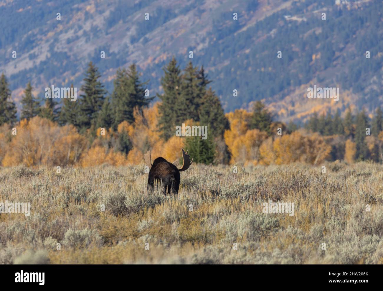 Bull Shiras Moose During the Rut in Autumn in Wyoming Stock Photo - Alamy