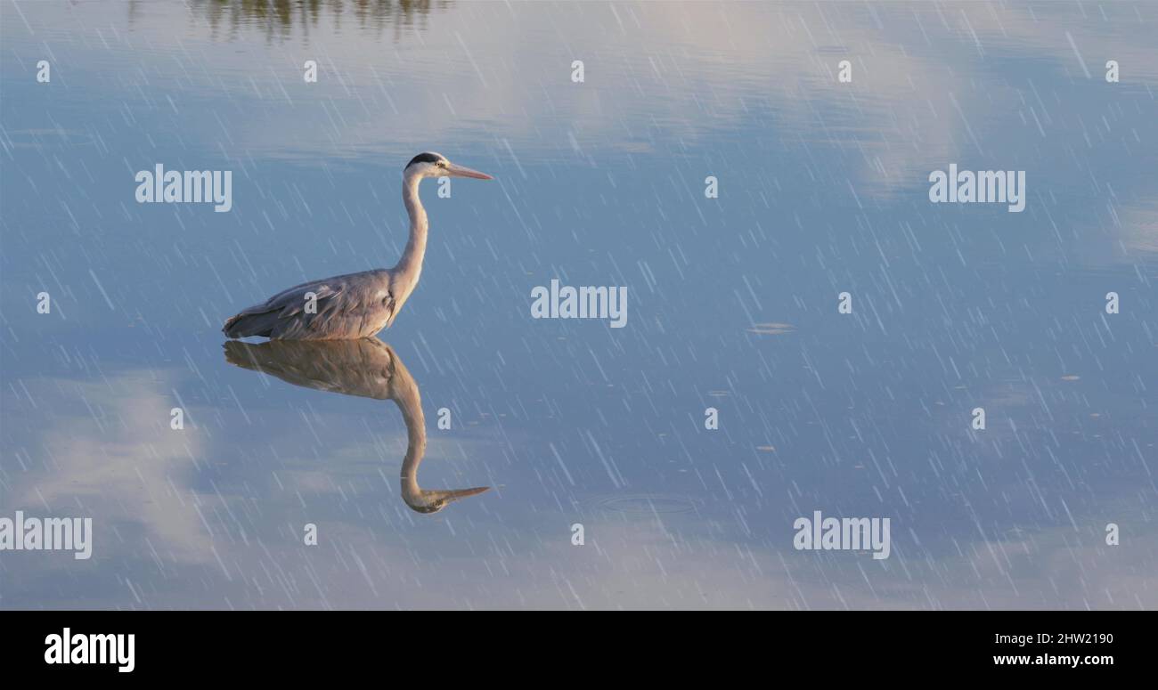 Image of rain falling over bird in water and reflection of sky in ...
