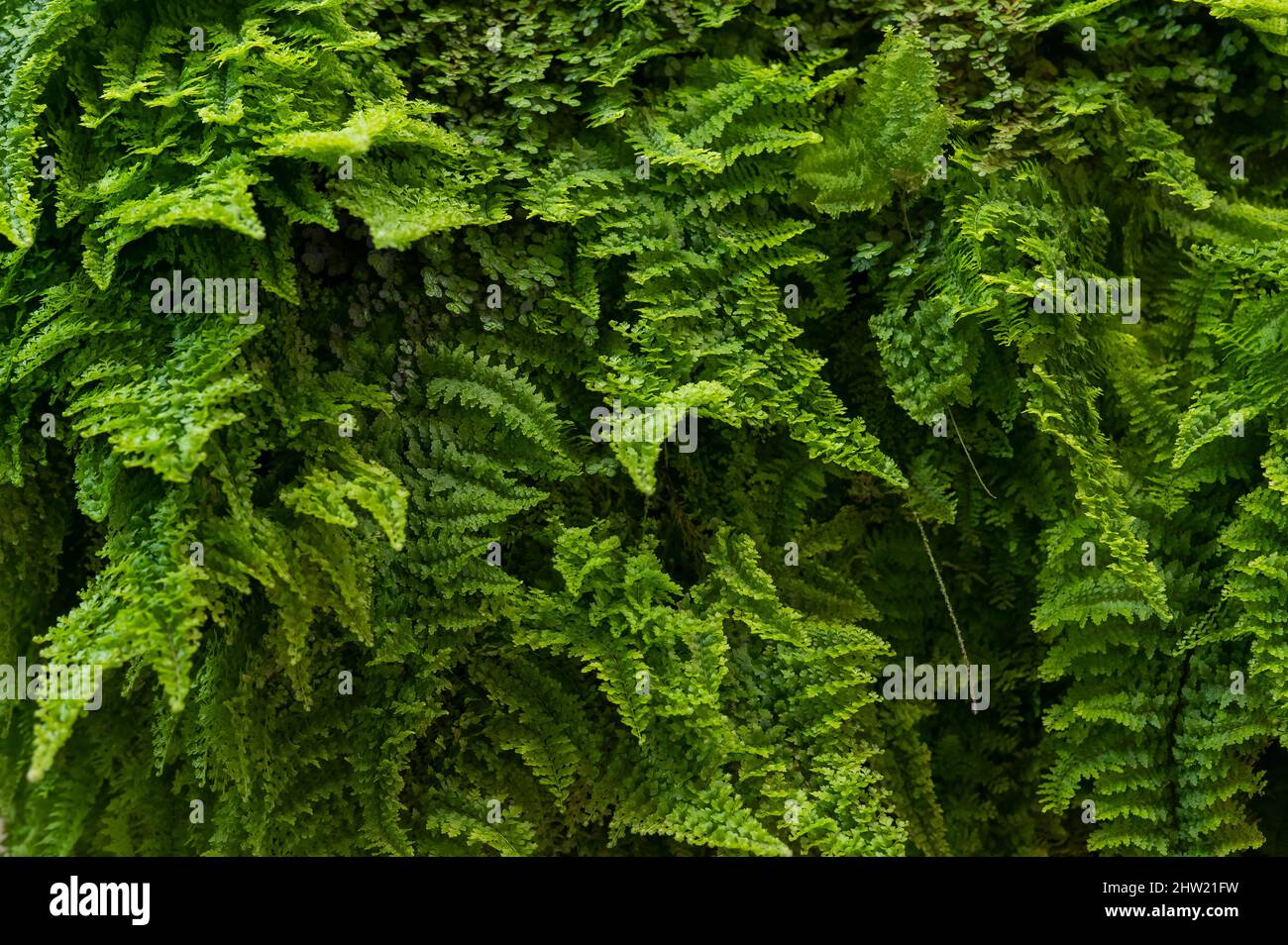 Close-up of a green fern wall. Cozy landscaping at home Stock Photo - Alamy