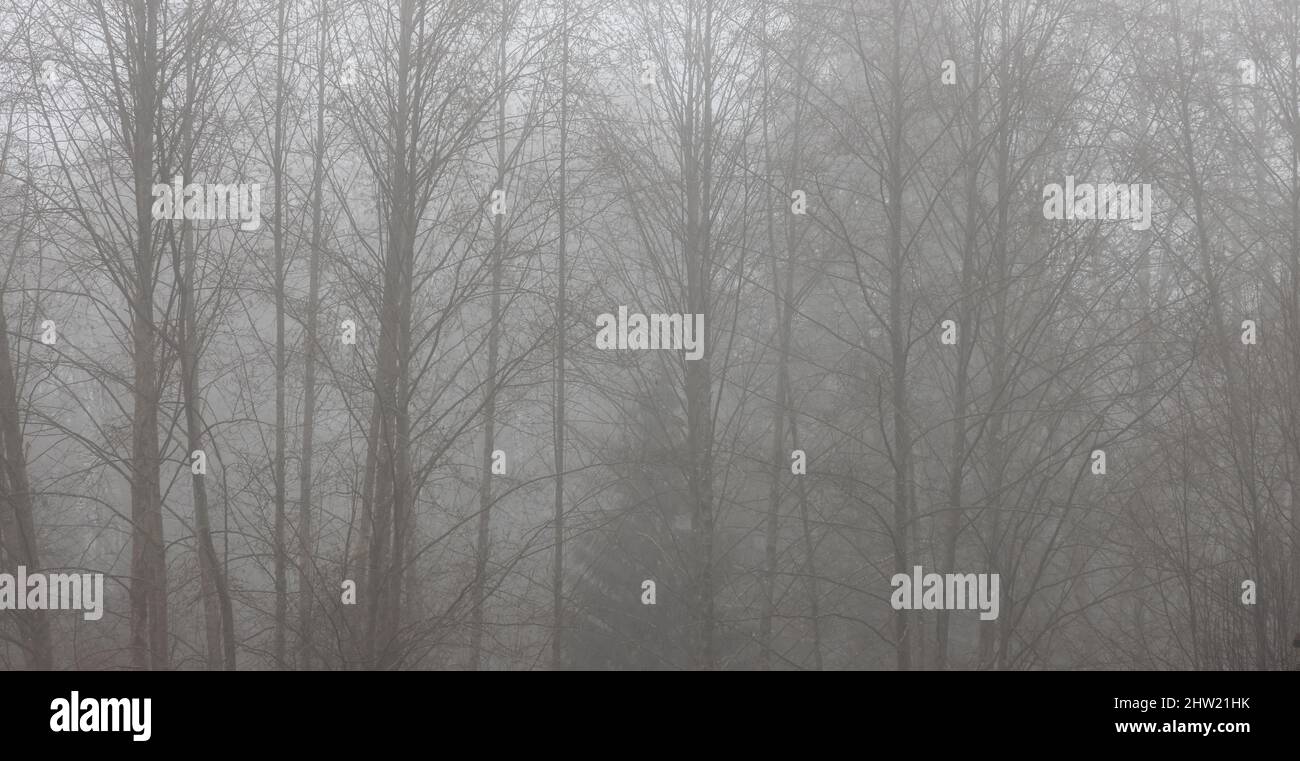 Canadian rain forest with green trees. Early morning fog in winter ...