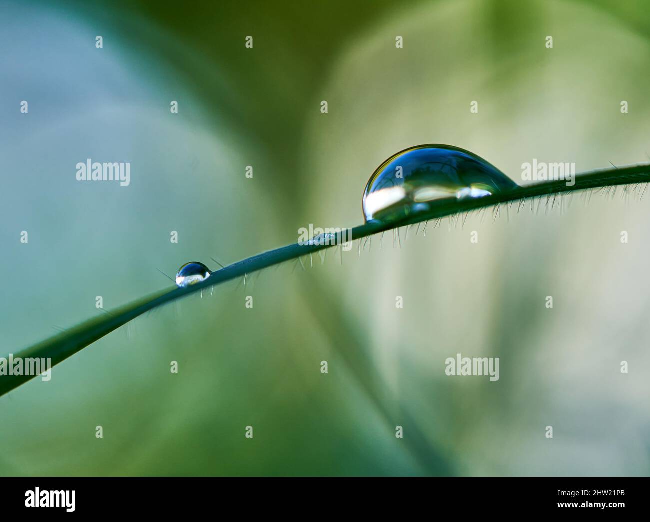 Macro shot of the water drops on the tiny leaf on the blurry background ...