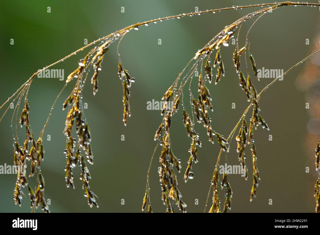 Hairgrass (Deschampsia cespitosa) inflorescence close-up Stock Photo ...