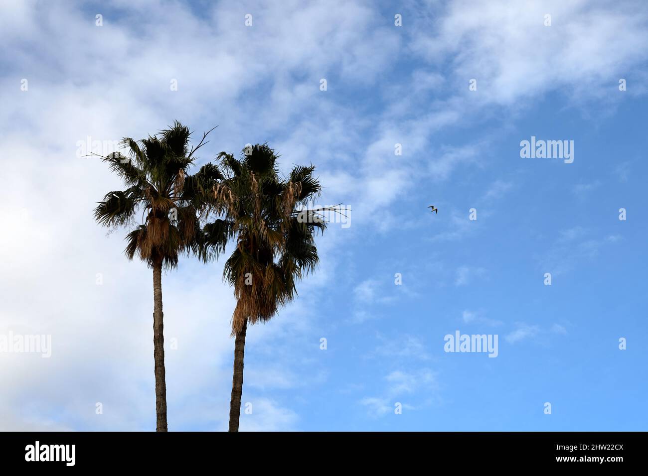 Beautiful view of exotic palm trees Stock Photo - Alamy