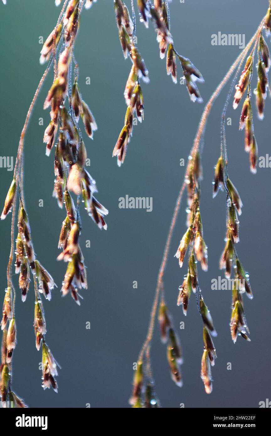 Hairgrass (Deschampsia cespitosa) inflorescence close-up Stock Photo ...