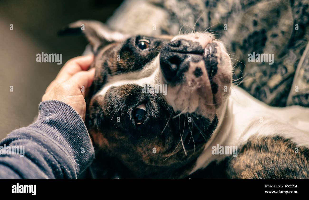 Portrait of a cute female Boxer Dog Stock Photo - Alamy