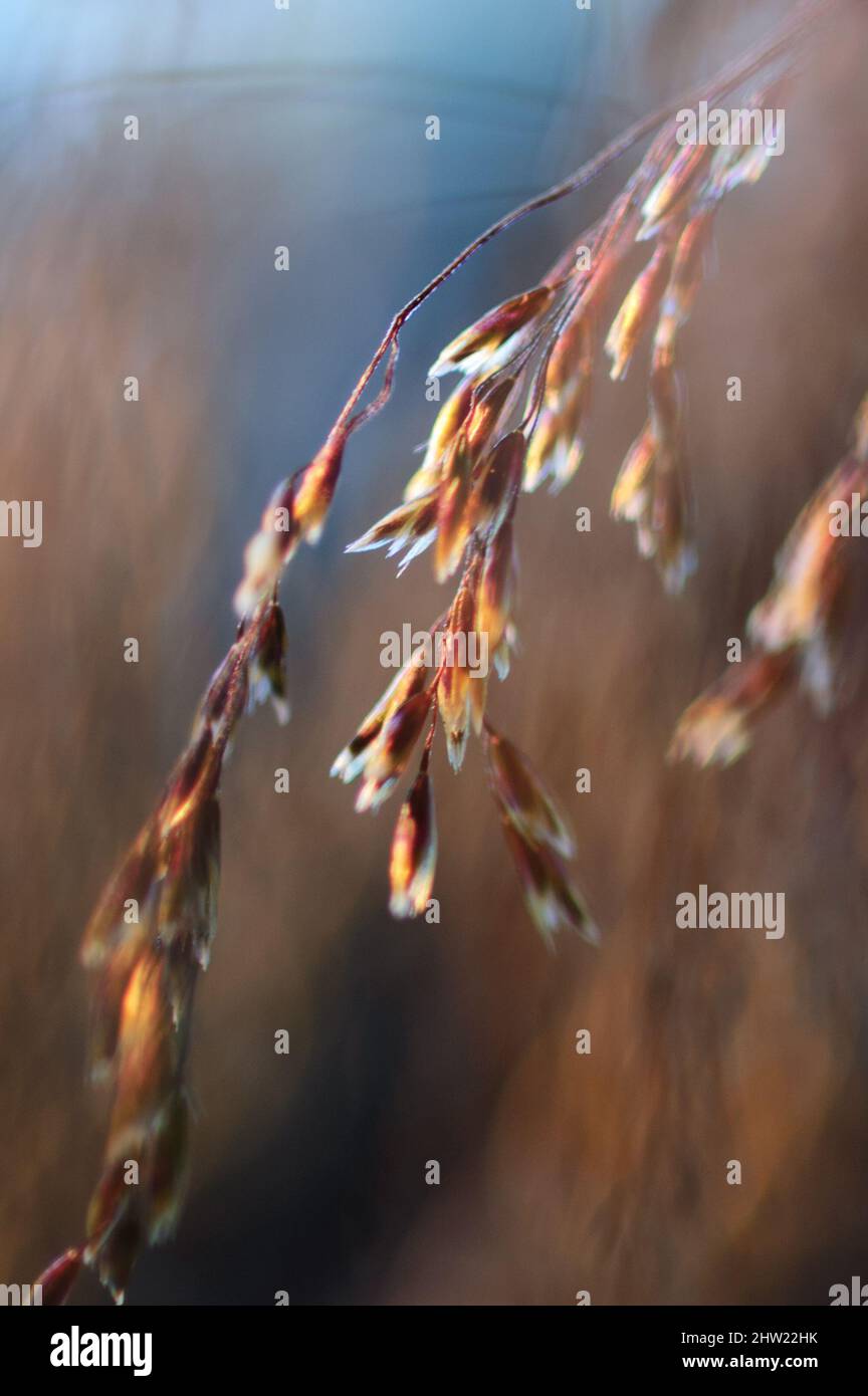 Hairgrass (Deschampsia cespitosa) inflorescence close-up Stock Photo ...