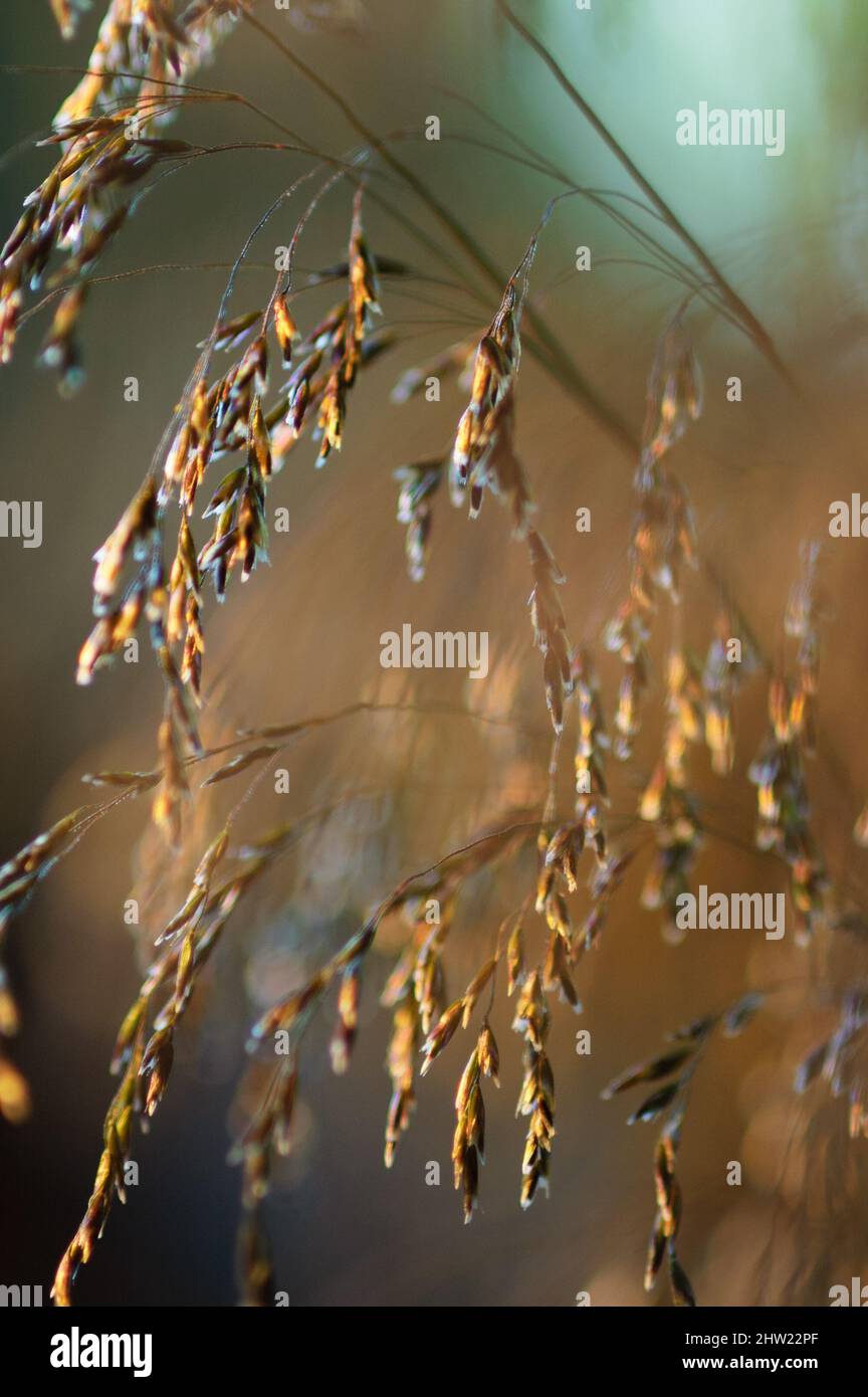 Hairgrass (Deschampsia cespitosa) inflorescence close-up Stock Photo ...