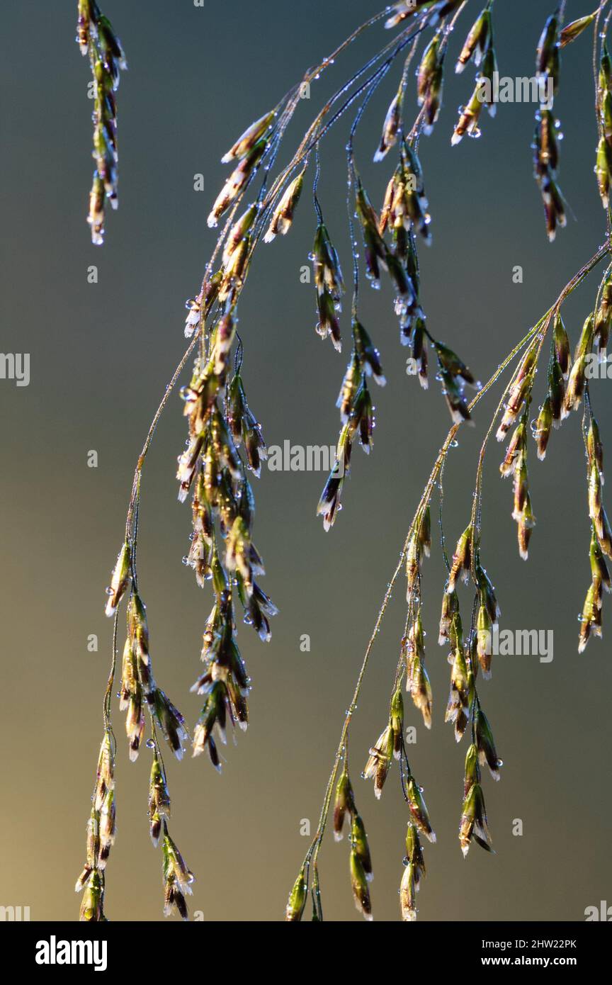 Hairgrass (Deschampsia cespitosa) inflorescence close-up Stock Photo ...