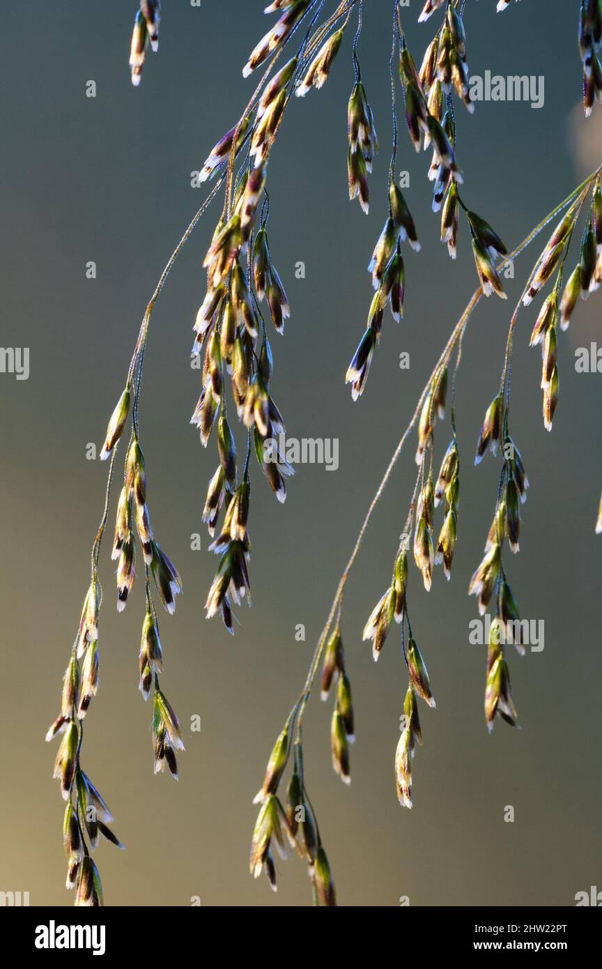Hairgrass (Deschampsia cespitosa) inflorescence close-up Stock Photo ...