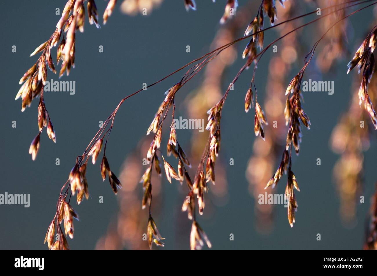 Tussock grass (Deschampsia cespitosa) inflorescence close-up Stock ...