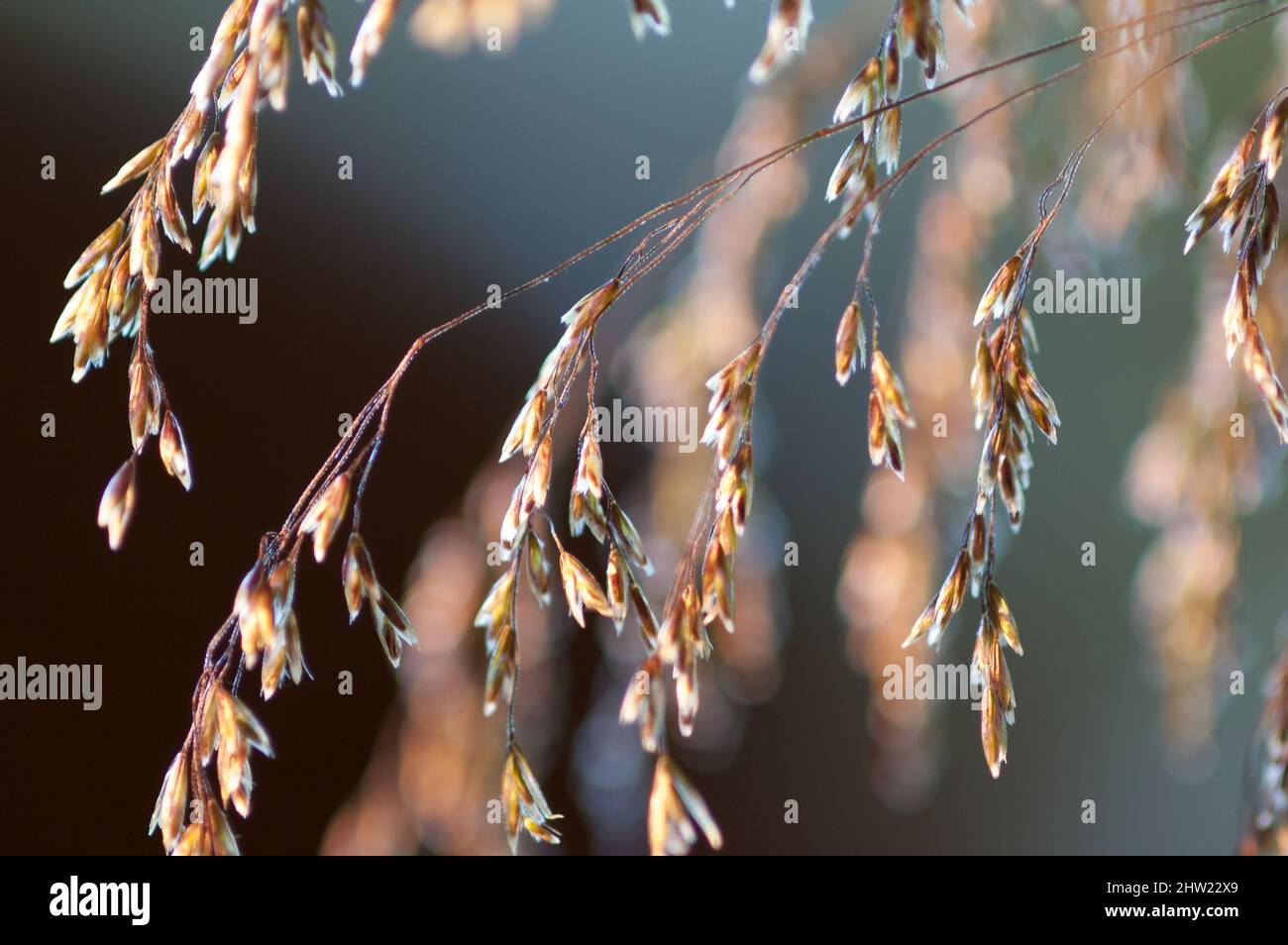 Tussock grass (Deschampsia cespitosa) inflorescence close-up Stock ...