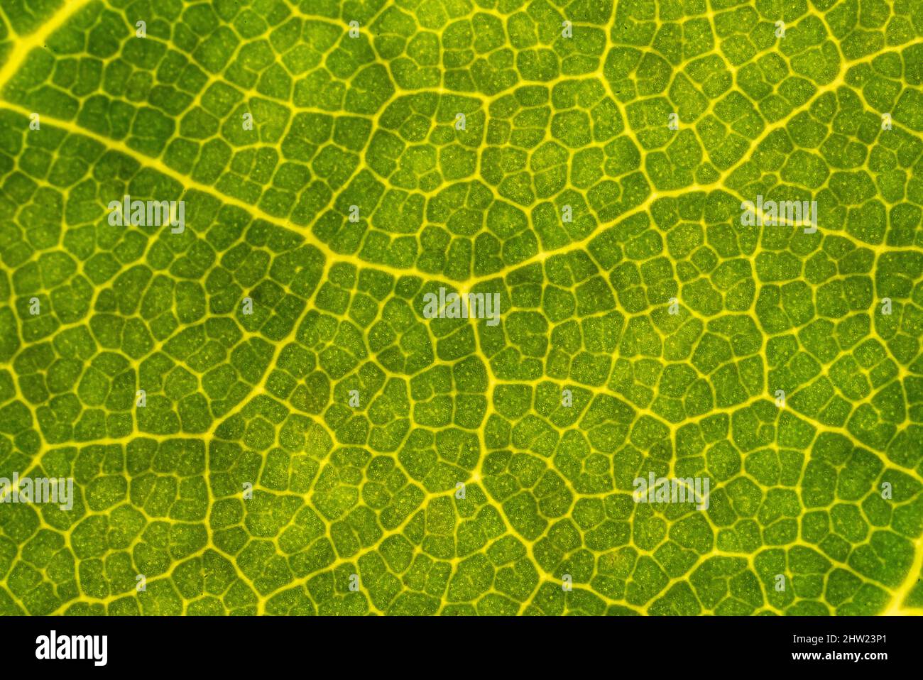 Green Leaf veins detail in a microscopic macro shot Stock Photo - Alamy