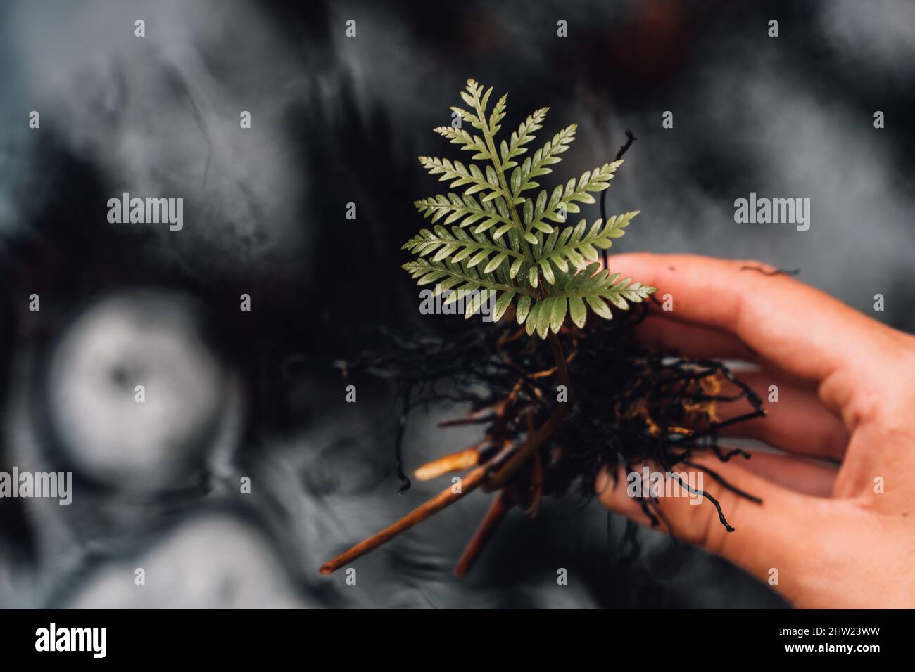 Baby fern plant ready to be planted in the forest Stock Photo - Alamy