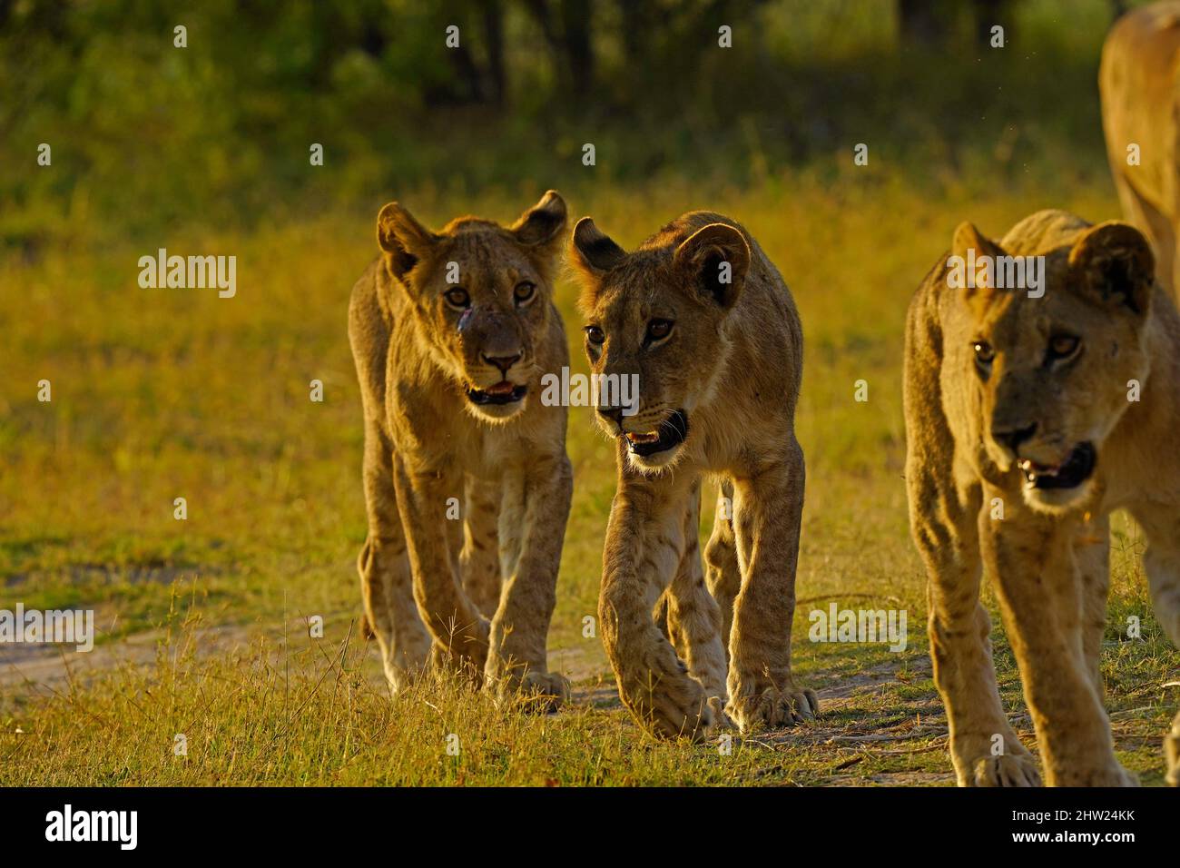 Pride of lions are an iconic sight in Africa Stock Photo - Alamy