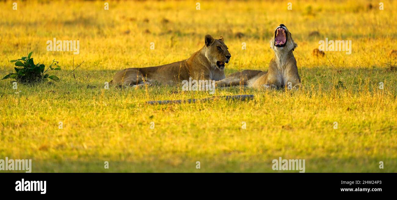 Pride of lions are an iconic sight in Africa Stock Photo - Alamy