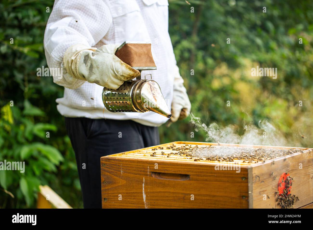 Bee smoker with beekeeper working in his apiary on a bee farm ...