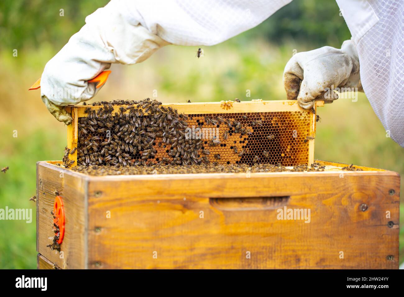 Bee frame full or rich of fresh honey and wax, a sweet, sticky ...