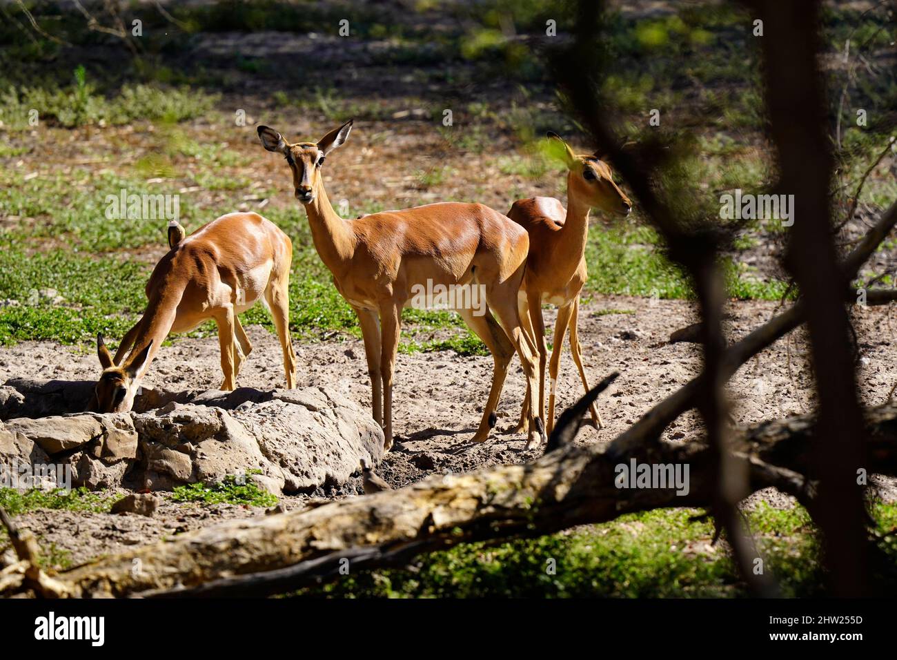 African Antelope are the prey animals for the big cats of the plains ...