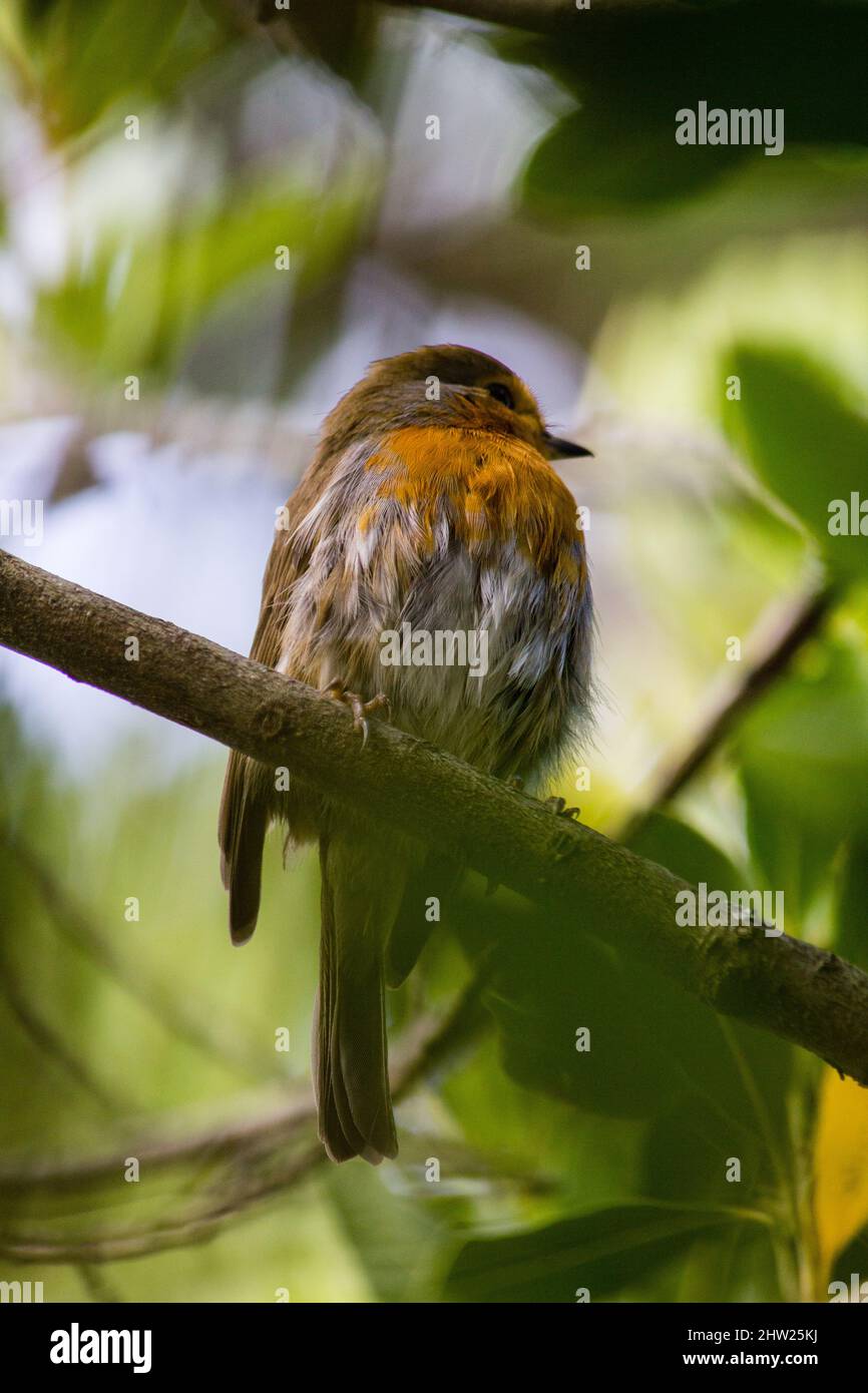 Robin posing hi-res stock photography and images - Alamy