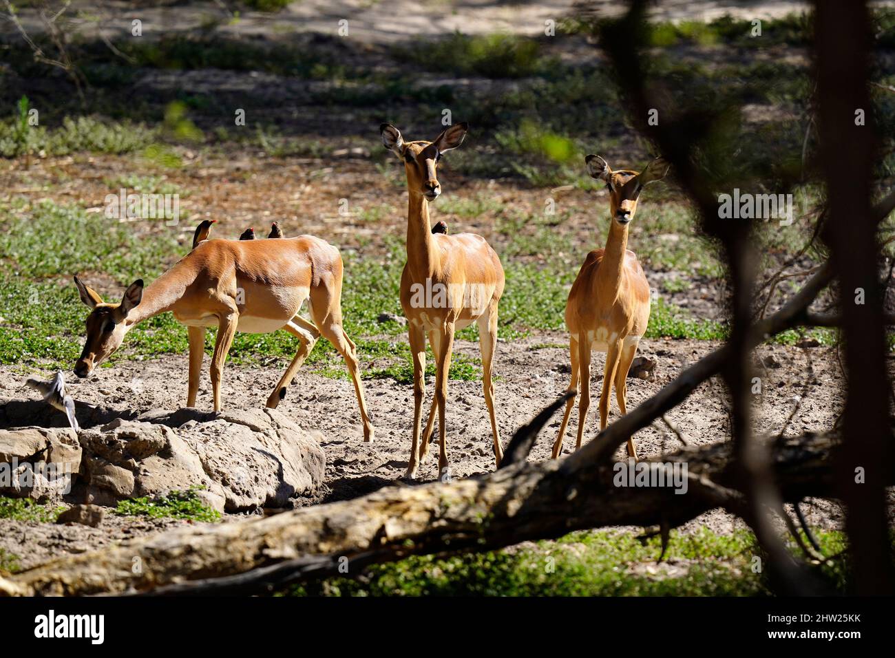 African Antelope are the prey animals for the big cats of the plains ...