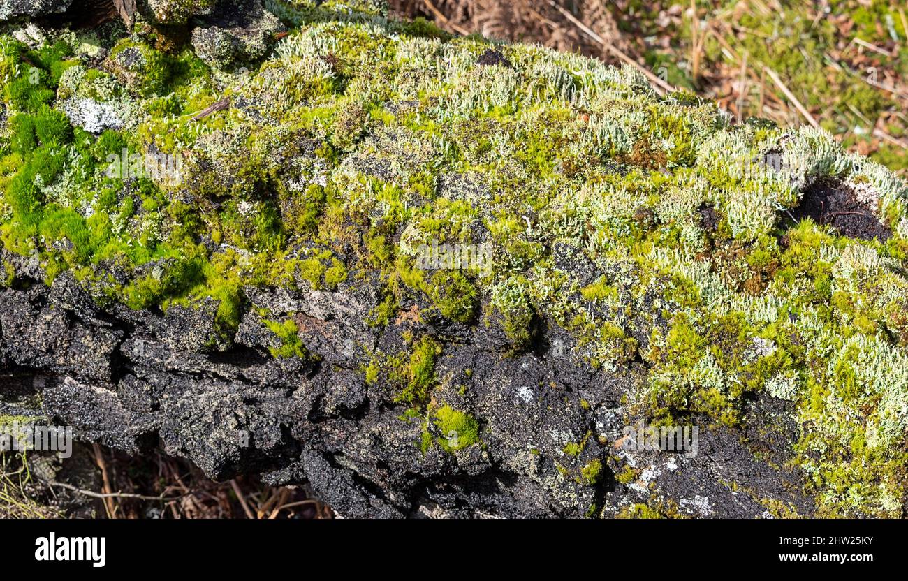Fungi in green moss hi-res stock photography and images - Alamy