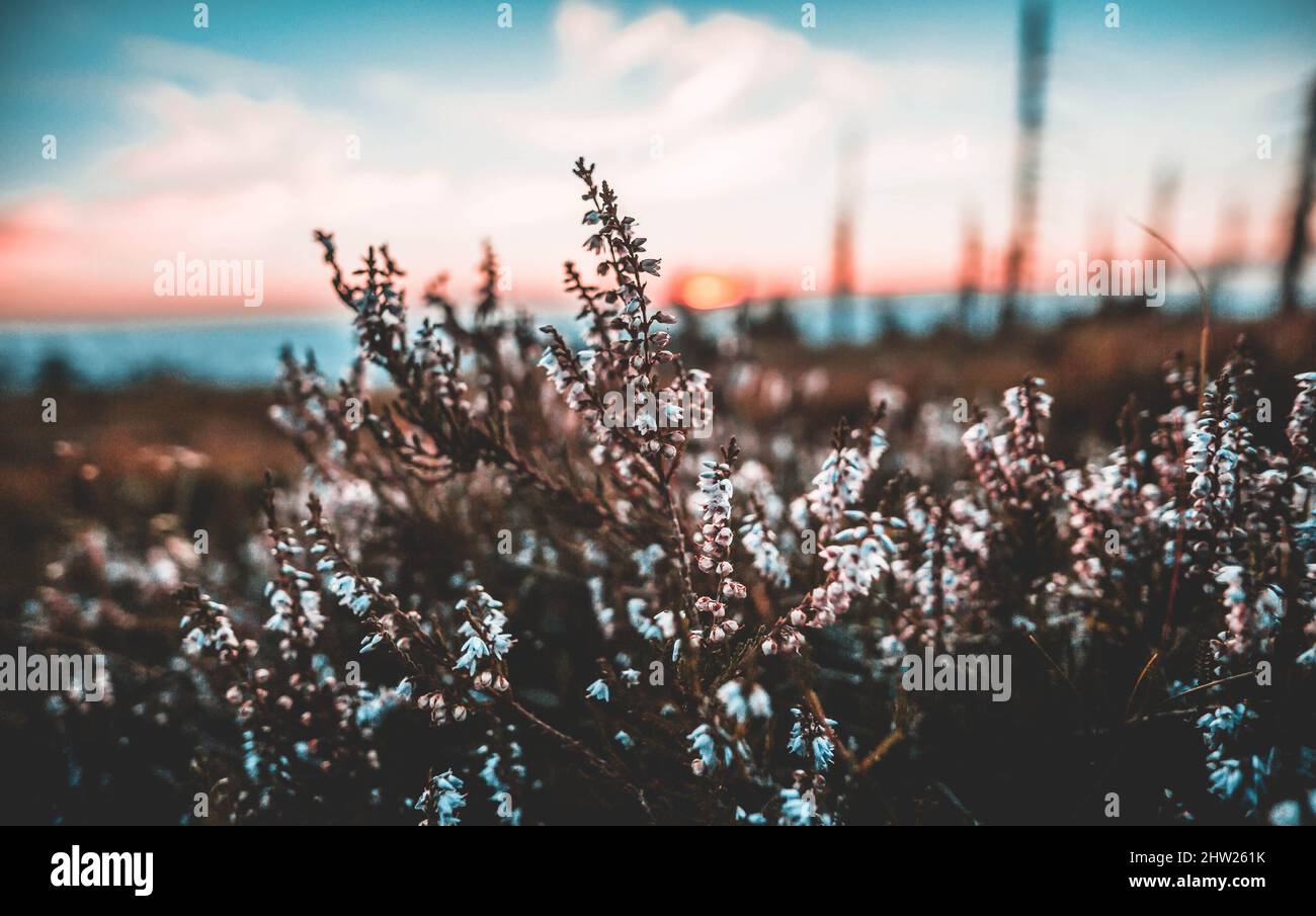 Scenic view of a plant with white buds on a blurred sunset sky ...
