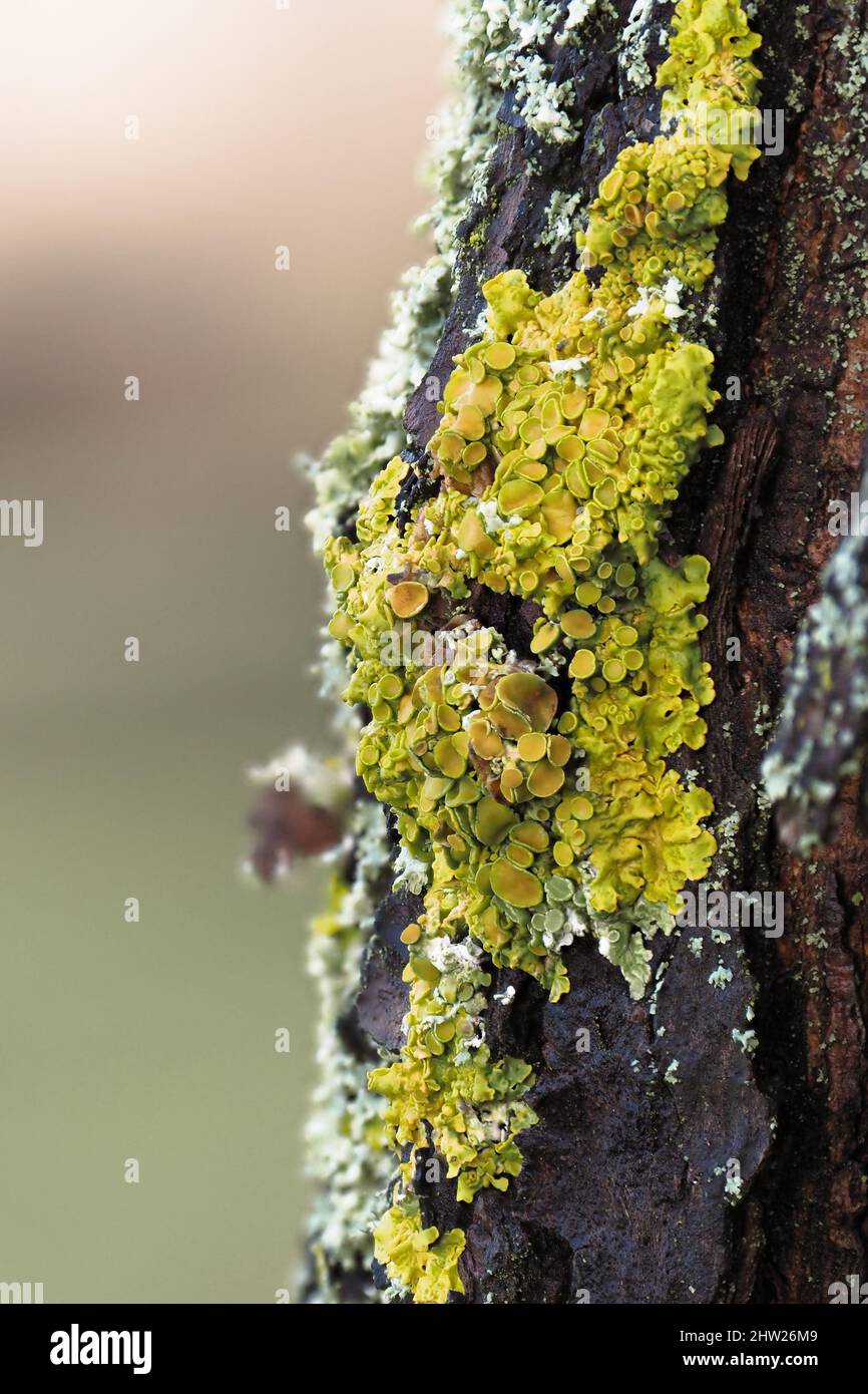 Yellow lichen growing on a tree in the parkland at Cannon Hall in ...