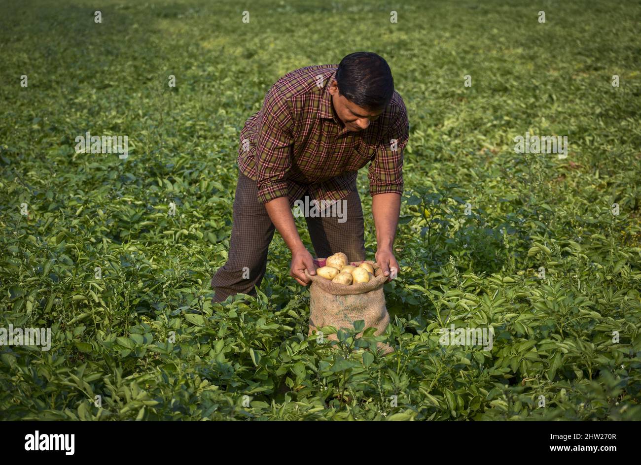 Indian male farmer harvesting potatoes in the farmland Stock Photo - Alamy