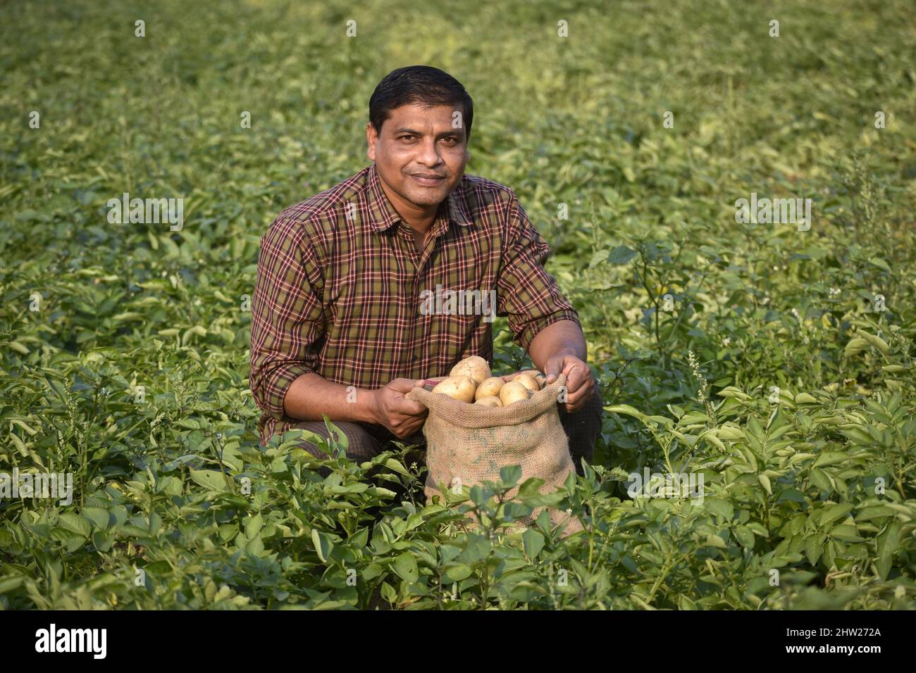 Indian male farmer with a bag of freshly harvested potatoes in the ...
