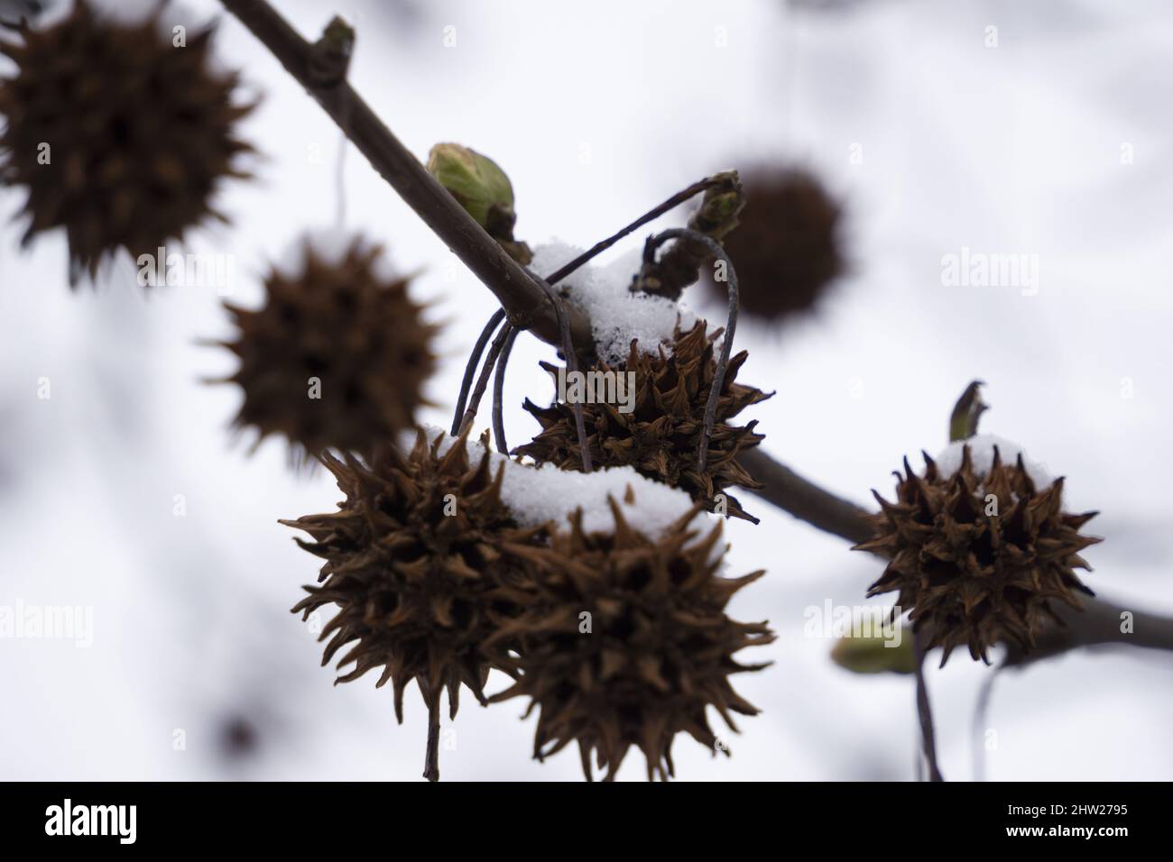Gumball tree hi-res stock photography and images - Alamy