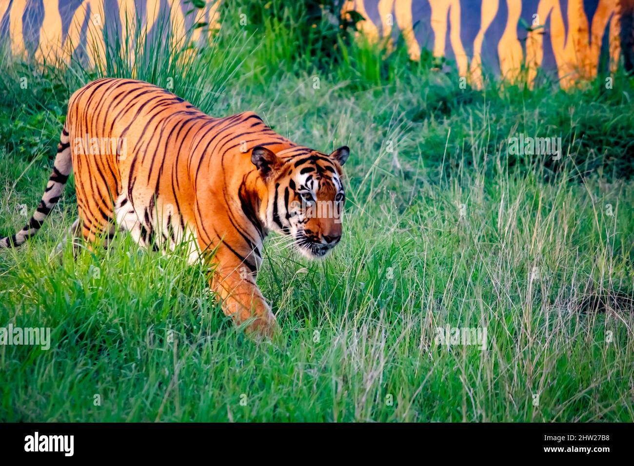 Wild Siberian Tiger walking in the safari in its natural habitat in ...