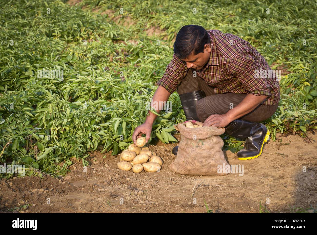 Indian male farmer harvesting potatoes in the farmland Stock Photo - Alamy