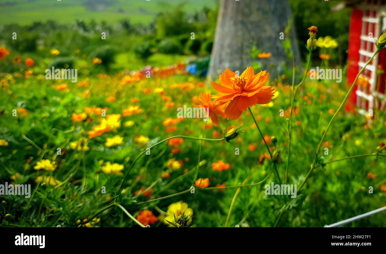 Selective focus shot of beautiful orange Cosmea flower growing in the ...