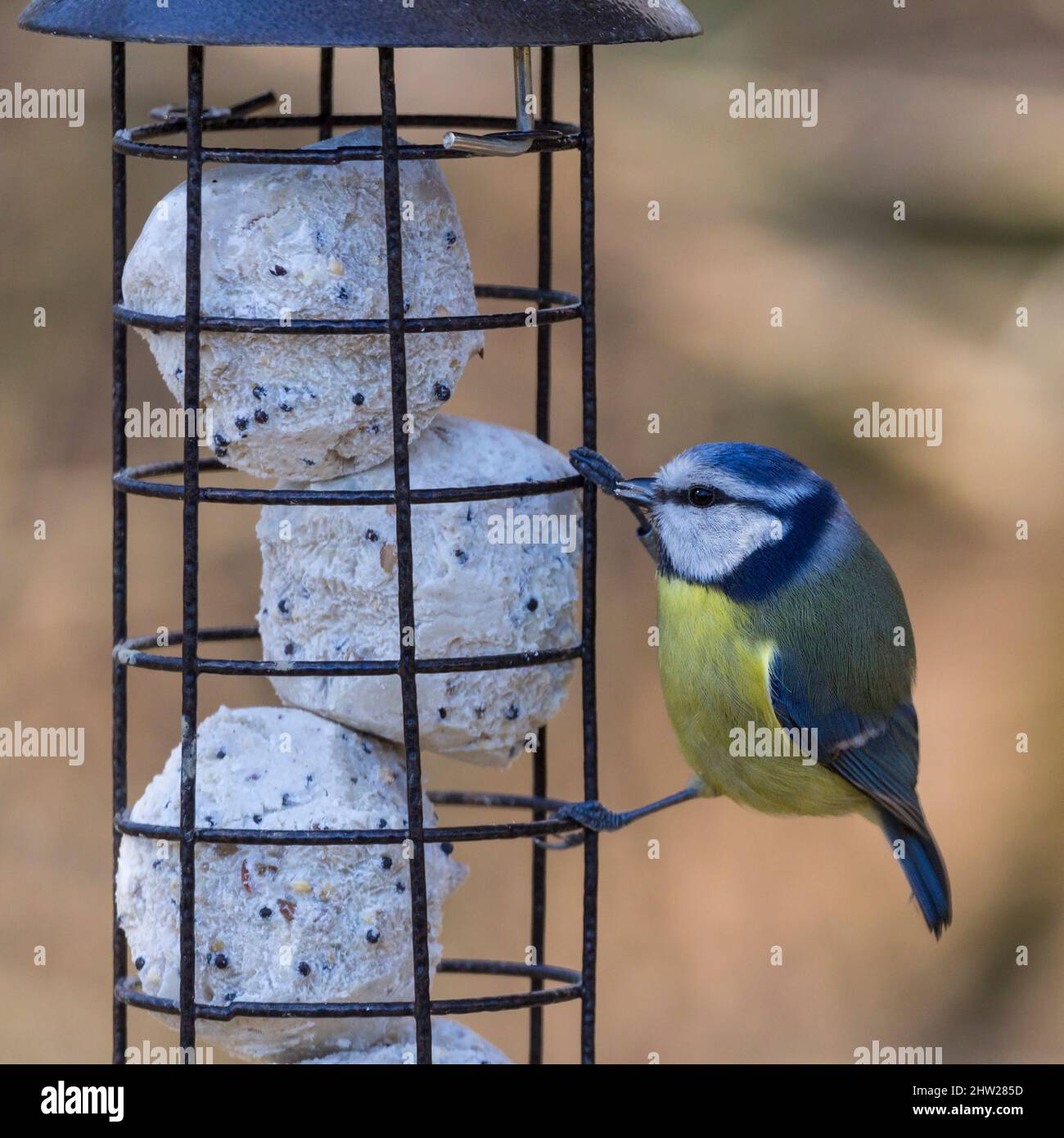 Blue Tit (Parus caeruleus) green back yellow underside blue cap nape ...