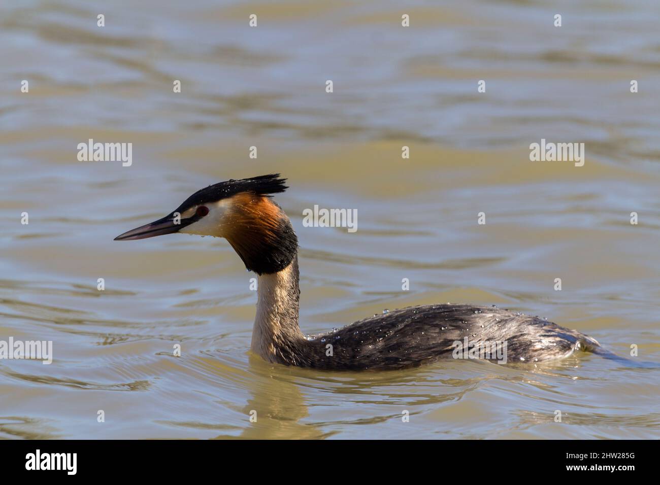 Red orange and black ruff hi-res stock photography and images - Alamy