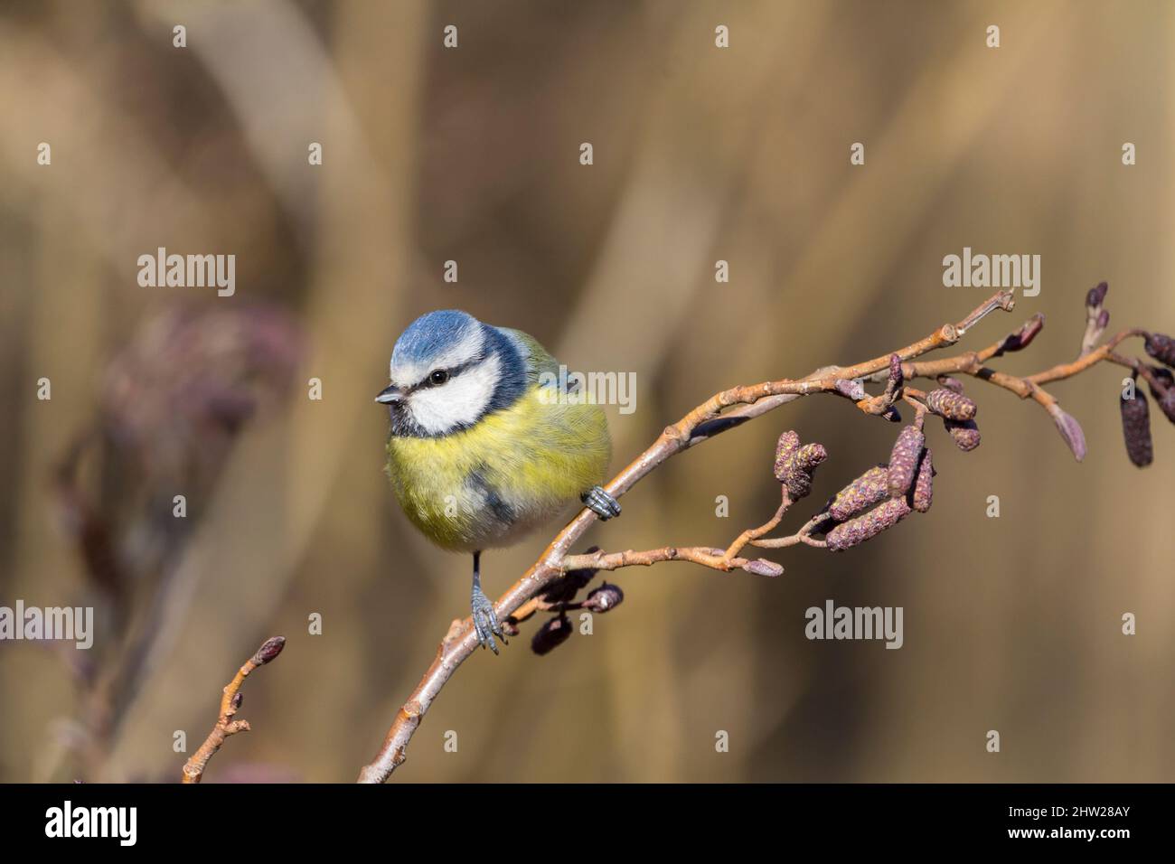 Blue Tit (Parus caeruleus) green back yellow underside blue cap nape ...