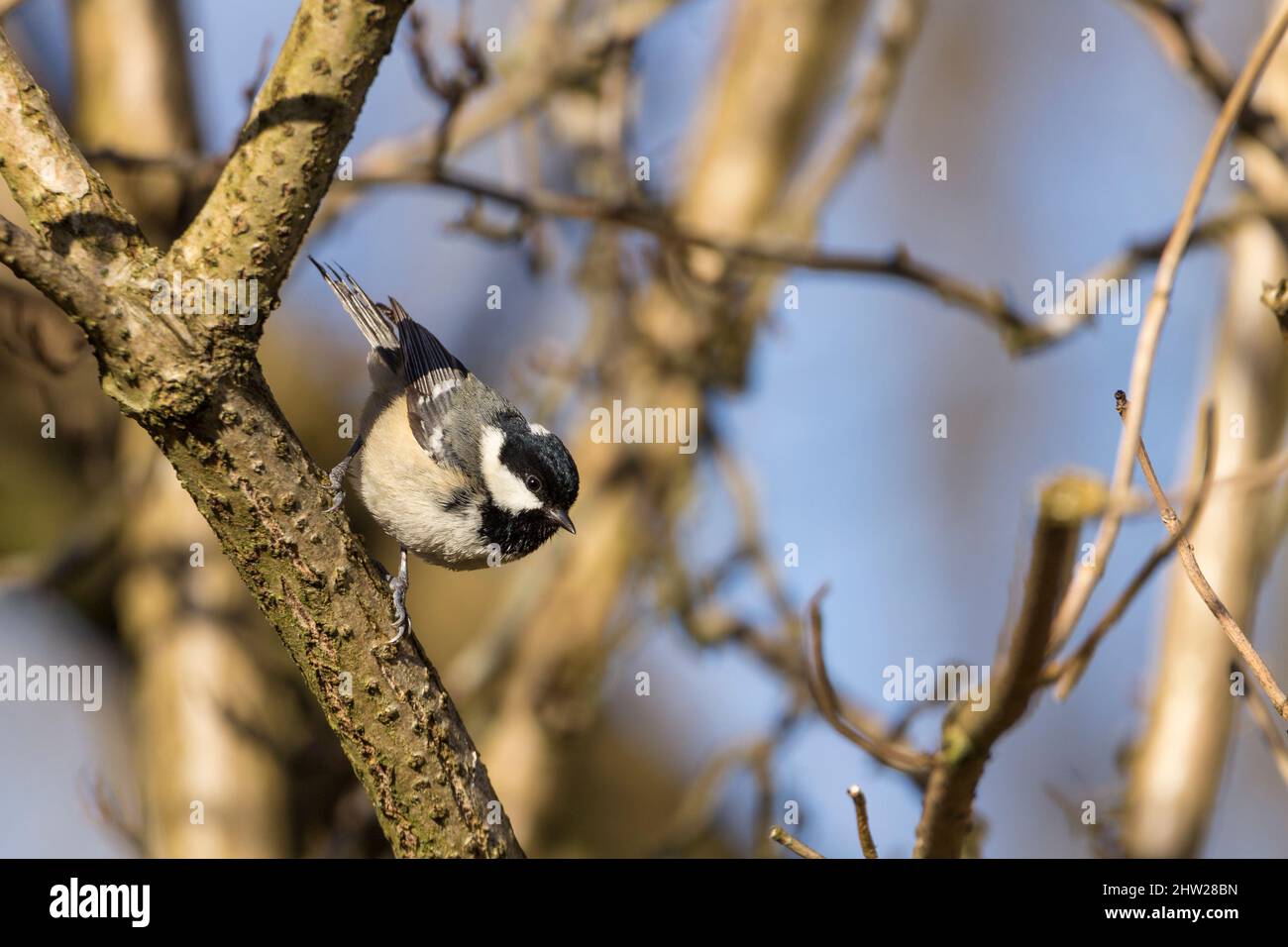 Coal tit (Parus ater) black and white markings on head white patch on ...