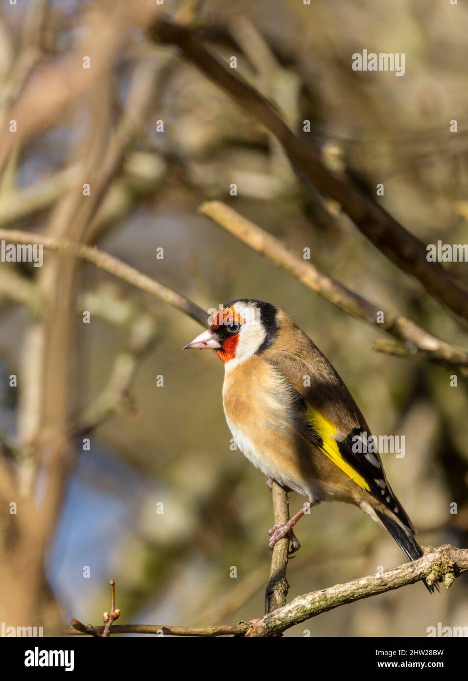 Goldfinch (Carduelis carduelis) bright yellow wing bars white rump red ...