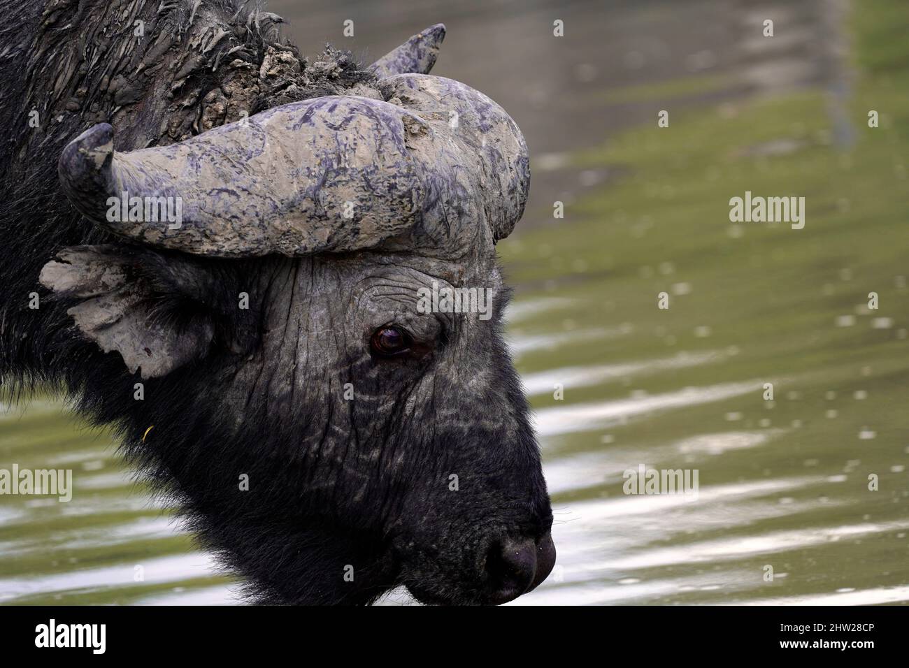 African Antelope are the prey animals for the big cats of the plains ...