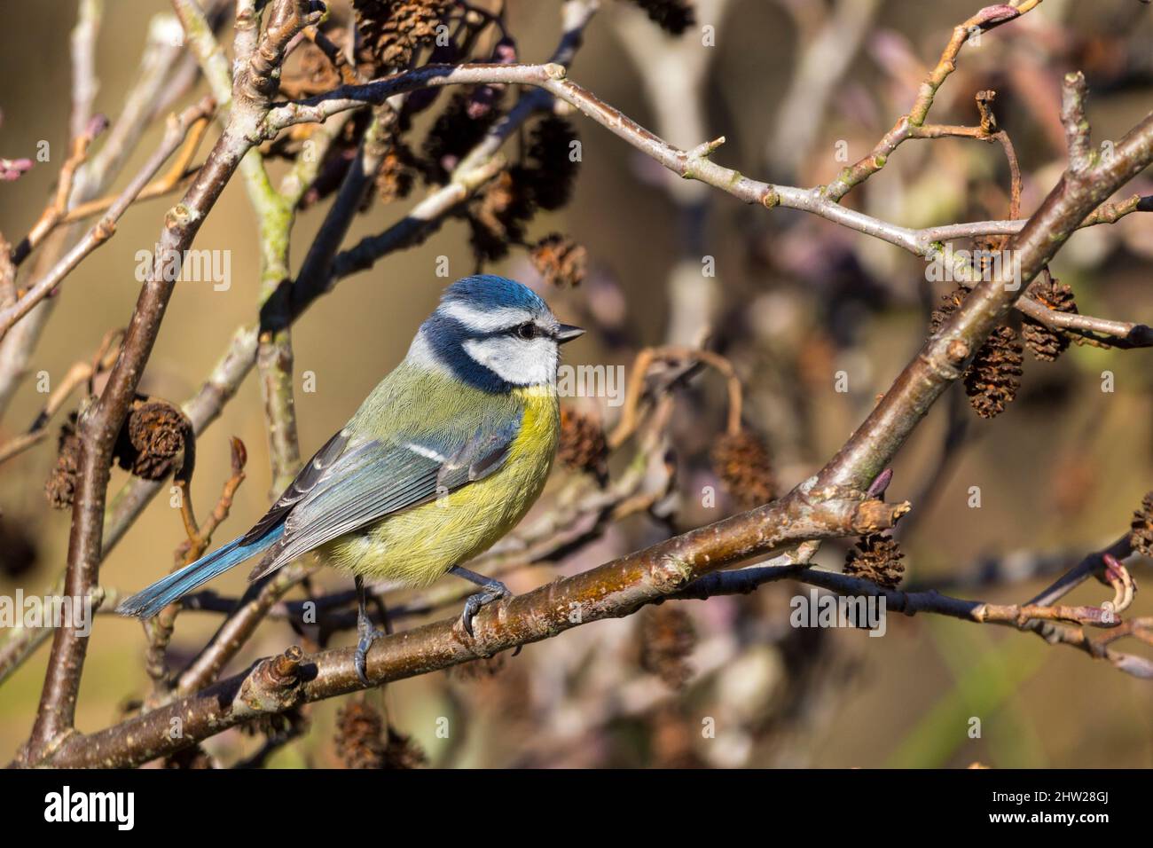 Blue Tit (Parus caeruleus) green back yellow underside blue cap nape ...