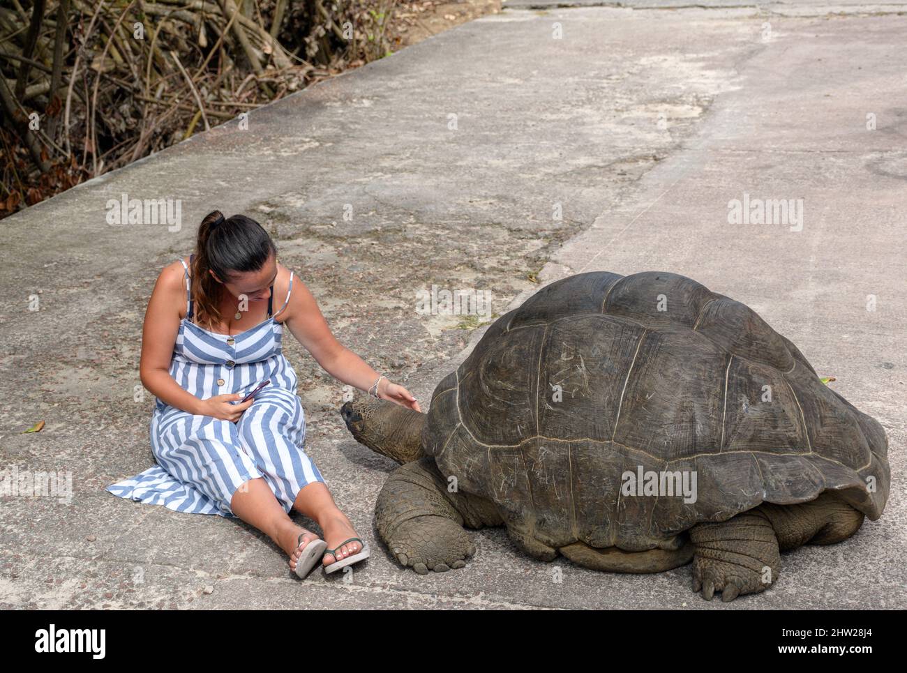 Young woman petting a giant tortoise Stock Photo - Alamy