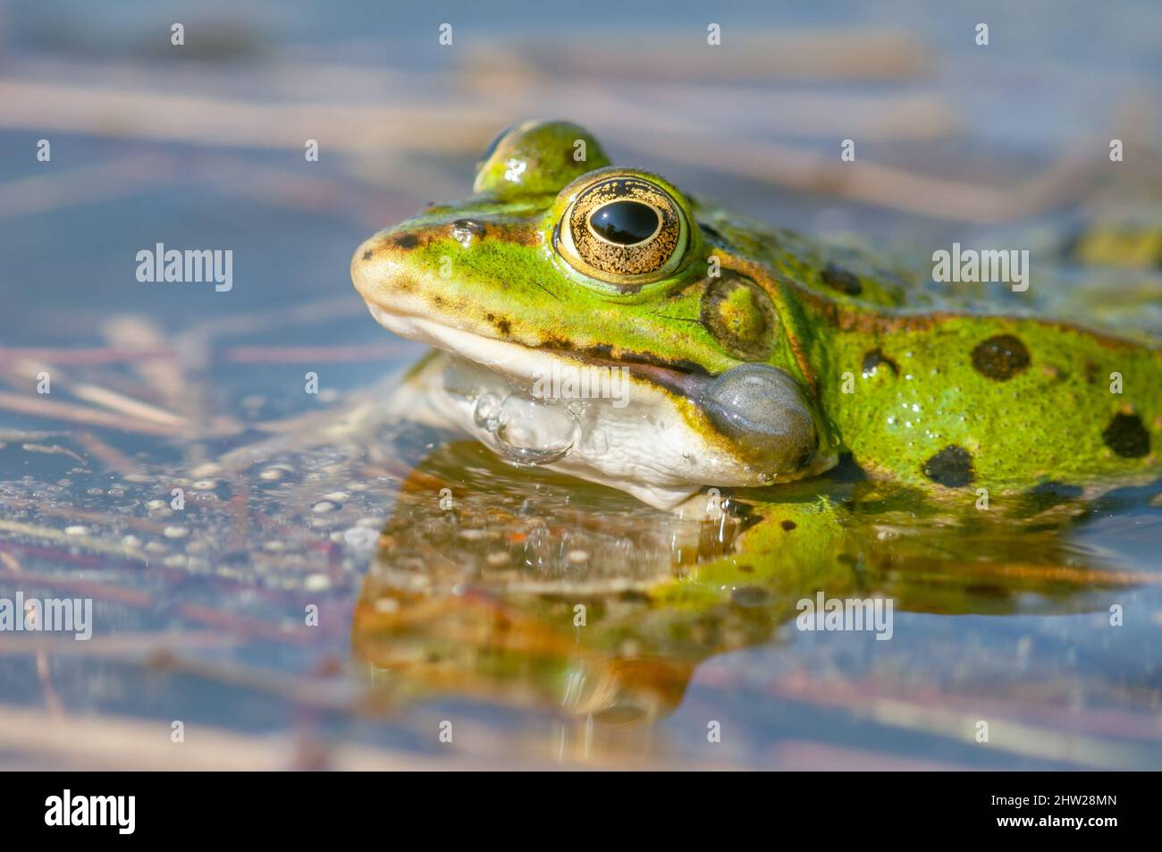 Marsh frog ( Rana ridibunda ) in a pond in spring. Black-headed frog ...