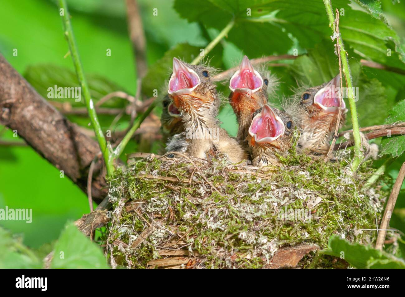 Chaffinch (Fringilla coelebs) chicks with their beaks wide open in ...