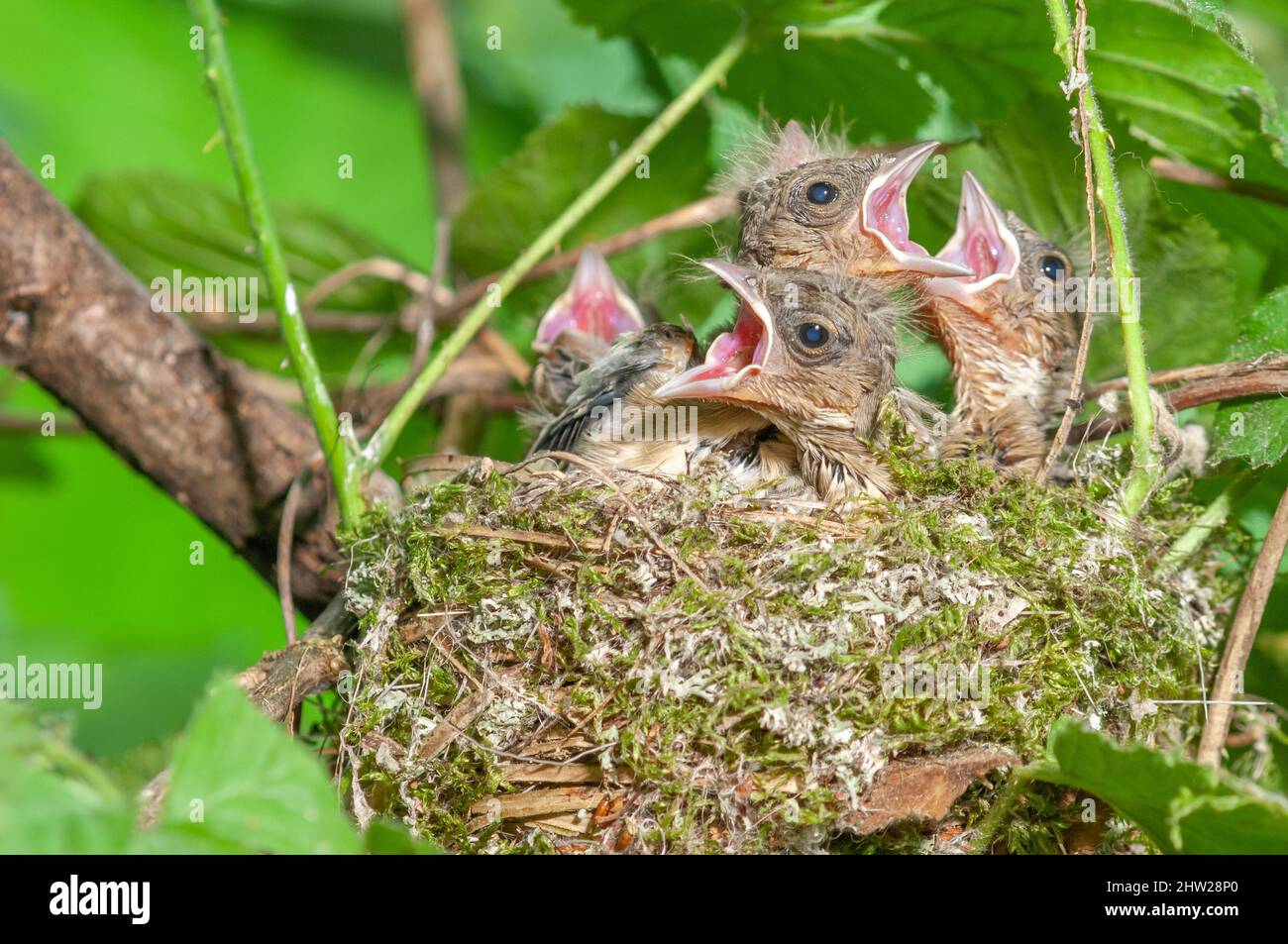Hungry chicks beaks open hi-res stock photography and images - Alamy