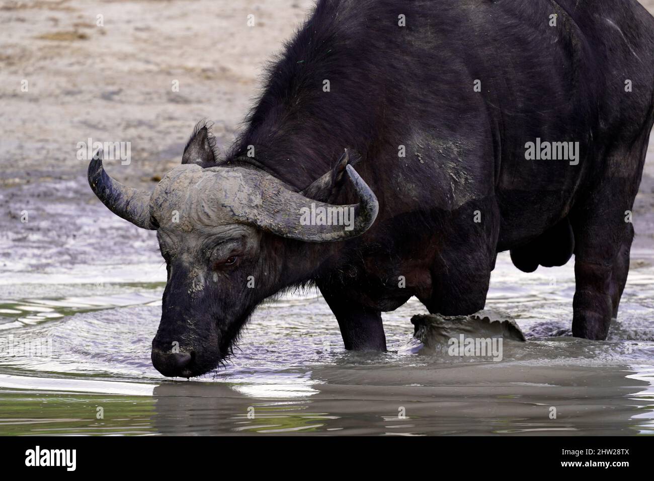 African Antelope are the prey animals for the big cats of the plains ...